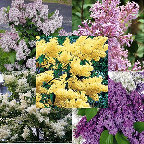 5 Varieties of Lilac Mixed 100 Seeds, Different Colors and Blooming ...