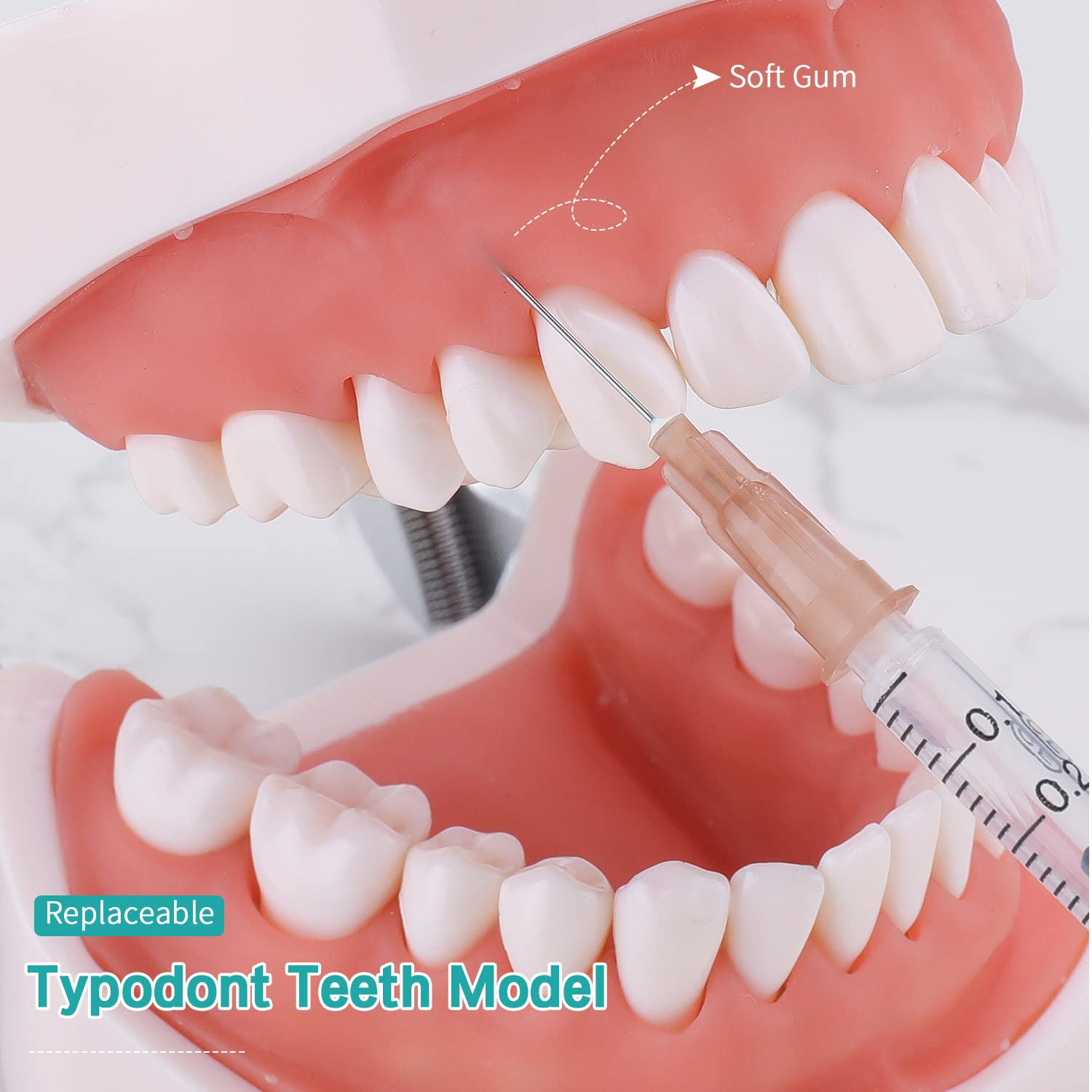 Dental Typodont ABGRC Dental Manikin Simulator Phantom Head W/Typodont ...