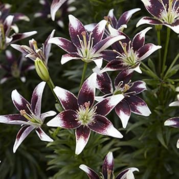 Amazon.com : Midnight Mystery Asiatic Lily Blooming Size Bulb for ...