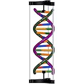 Amazon.com: Housoutil 2pcs Kids DNA Model Kit Double Helix Genes DNA Models Biological Science ...