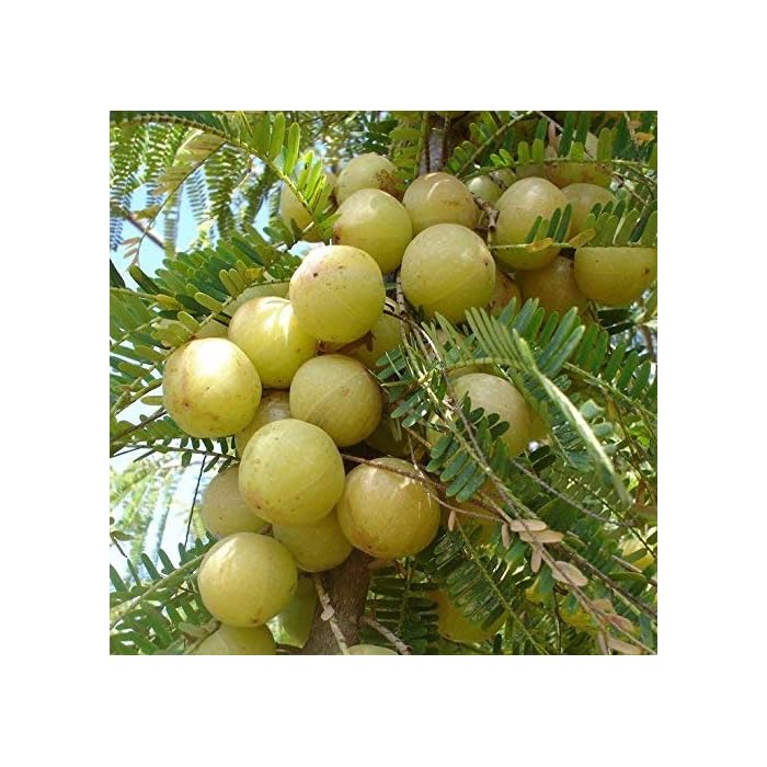 Buy Golden Hills Farm Amla Indian Gooseberry Phyllanthus Emblica Nelli ...