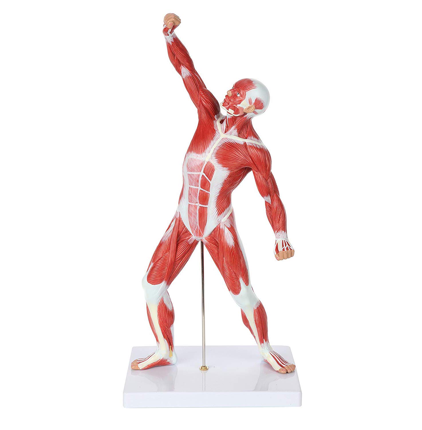 Buy LXT PANDA Anatomical Human Muscular Figure Model, Miniature Human ...