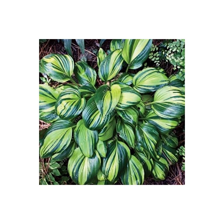 Buy hosta seeds online - best price and quality