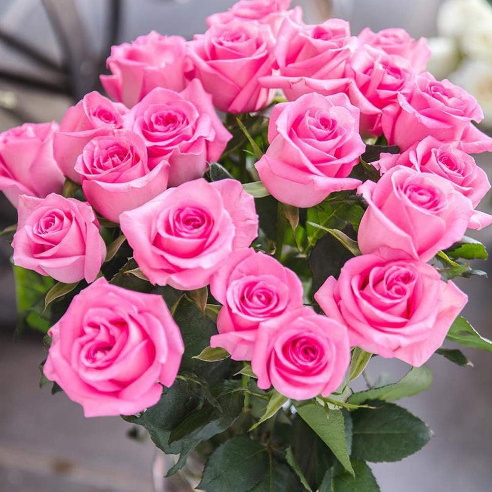 Pink Rose Seeds 100+ （Rosa Rugosa Thunb）Easy Grow Organic Flower Fresh ...