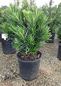 Amazon.com : 3 Gallon - Pringles Dwarf Podocarpus Yew - Dark Green Evergreen Foliage : Garden ...