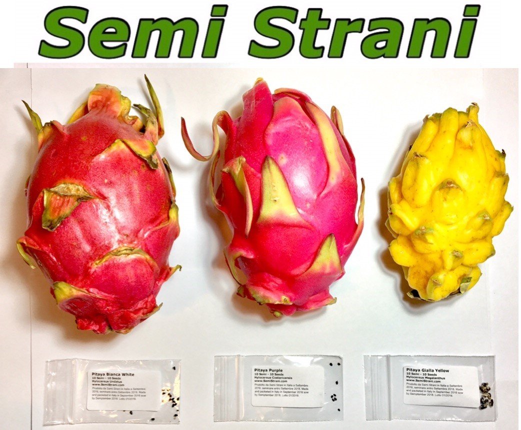 Utensili per il giardinaggio PITAYA PURPLE e PITAYA GIALLA Hylocereus ...