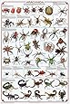 Amazon.com: Laminated Arachnida Spiders Educational Science Chart ...