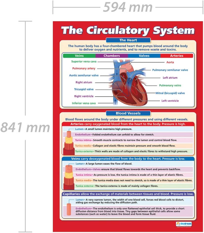 The Circulatory System | Science Posters | Laminated Gloss Paper ...