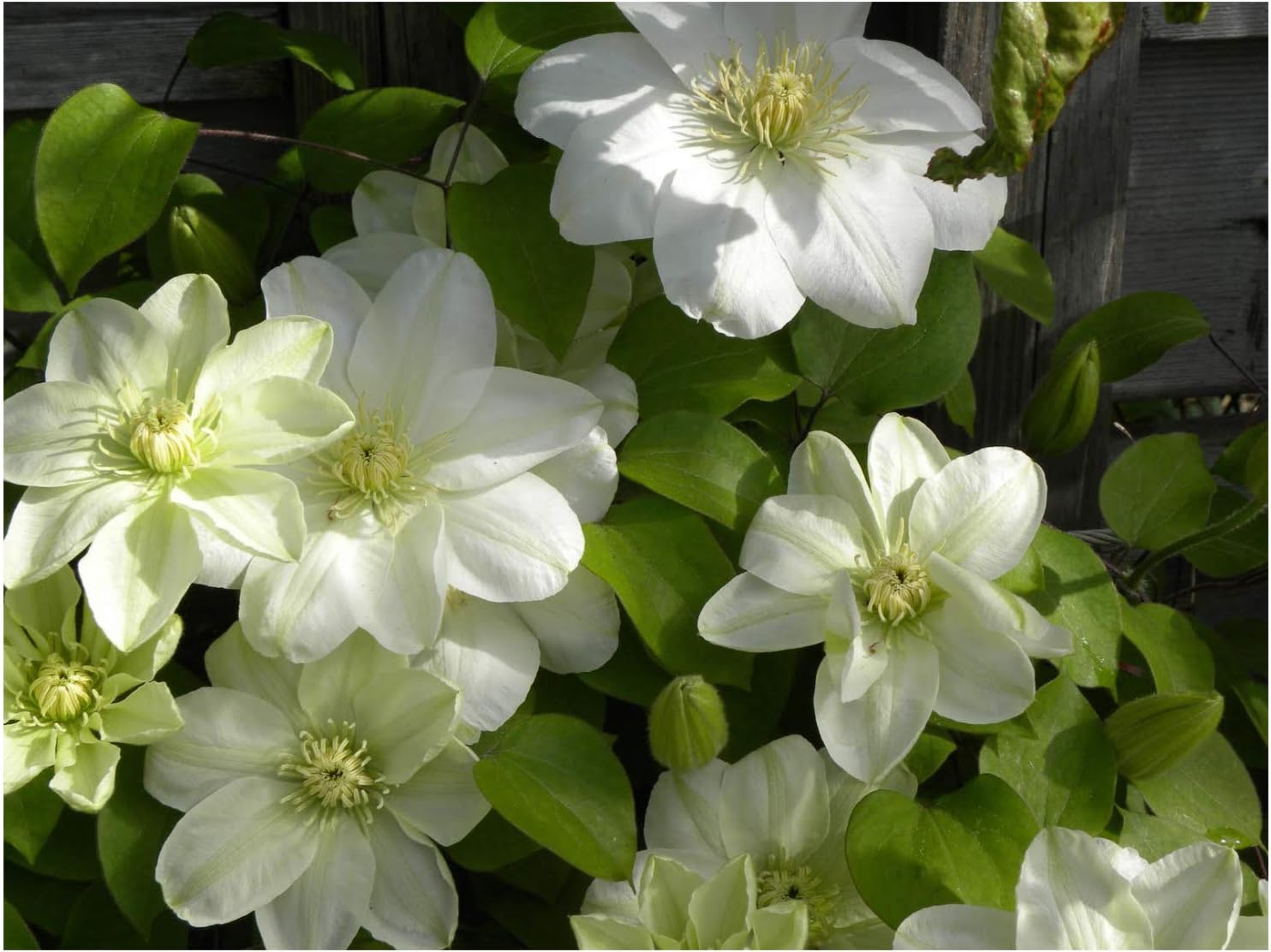 Clematis Guernsey Cream, Plant in 9 cm Pot: Amazon.co.uk: Garden & Outdoors