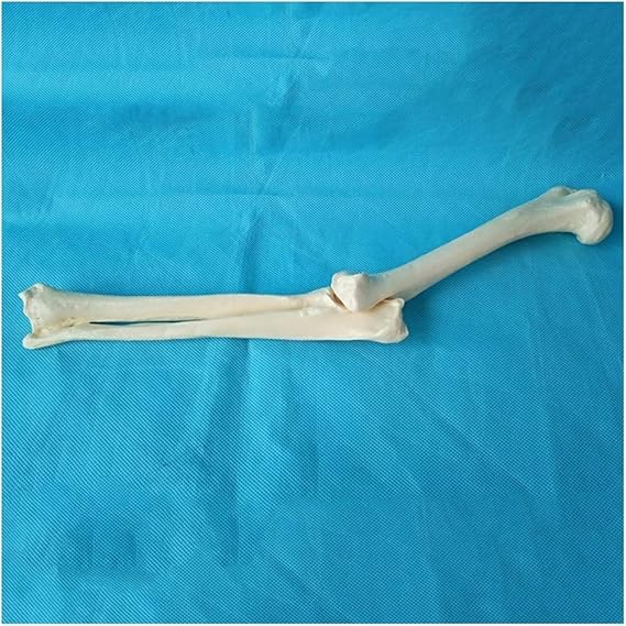Educational Model Dog Shoulder Joint Skeleton Model Animal Joint ...