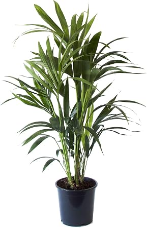 Plante d'intérieur | Plante verte naturelle | Palmier Kentia | Hauteur ...