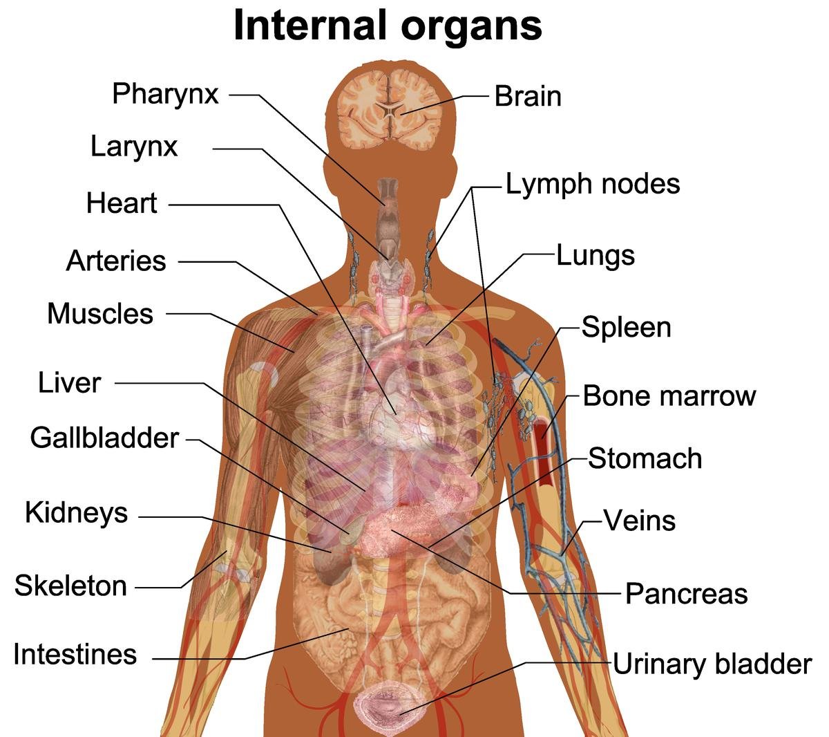 Picture Of Body Organs Of The Human Body PictureMeta