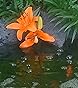Amazon.com : Asiatic Lily Bulbs - Starlette - 5 Bulbs - Red/Orange ...