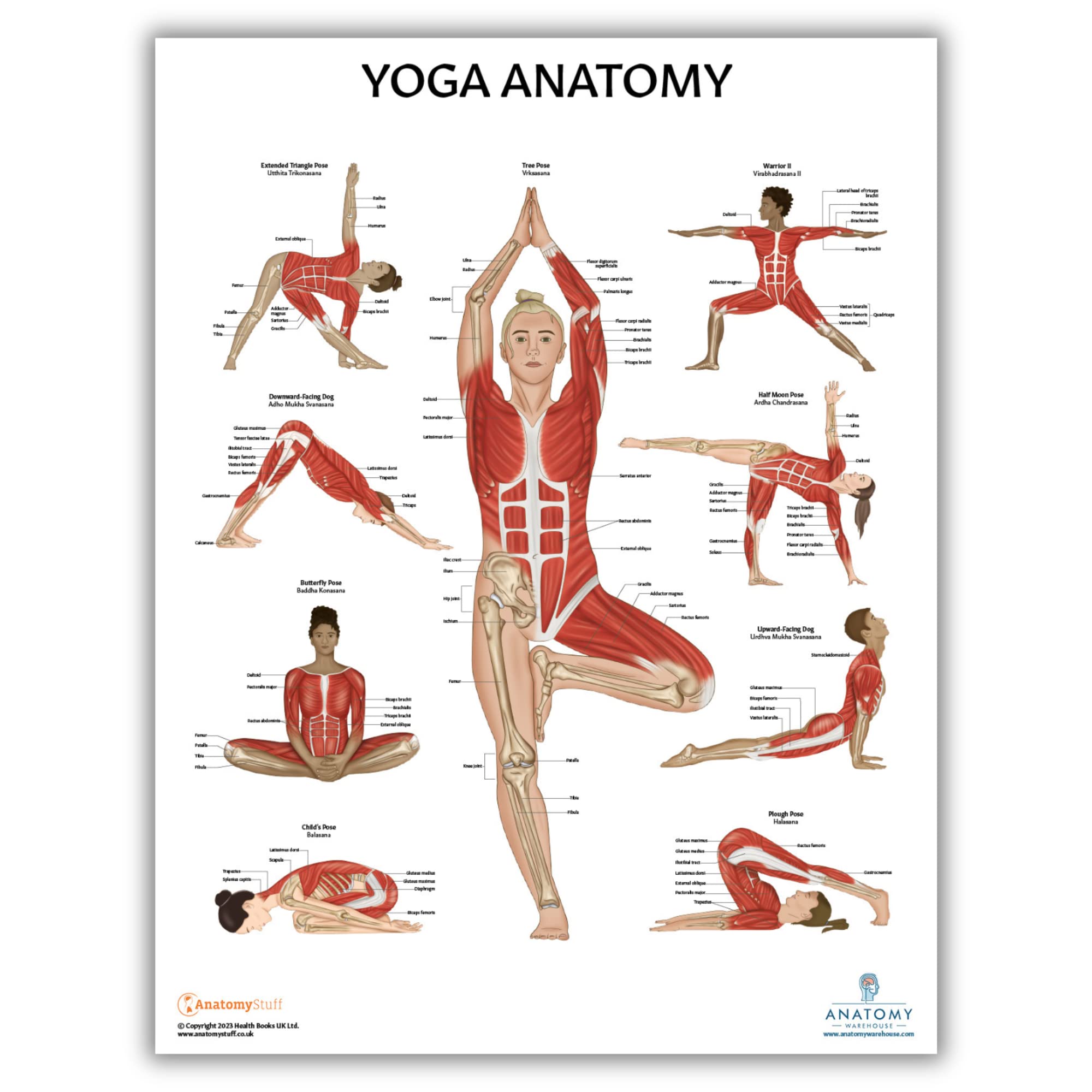 Mua Yoga Anatomy Poster, LAMINATED, Anatomy and Physiology Posters ...