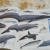 Buy General Knowledge Genius!: A Quiz Encyclopedia to Boost Your Brain ...