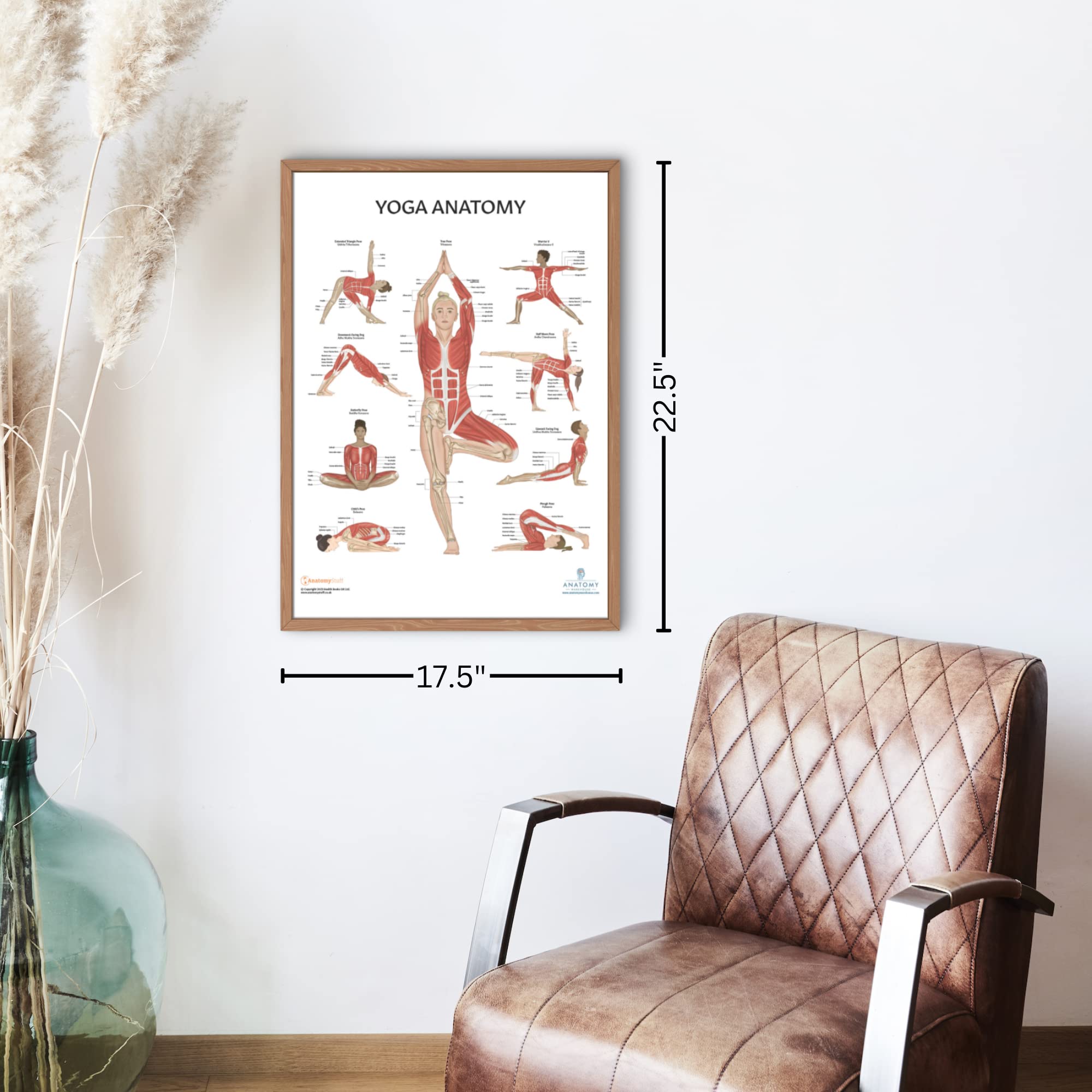 Mua Yoga Anatomy Poster, LAMINATED, Anatomy and Physiology Posters ...