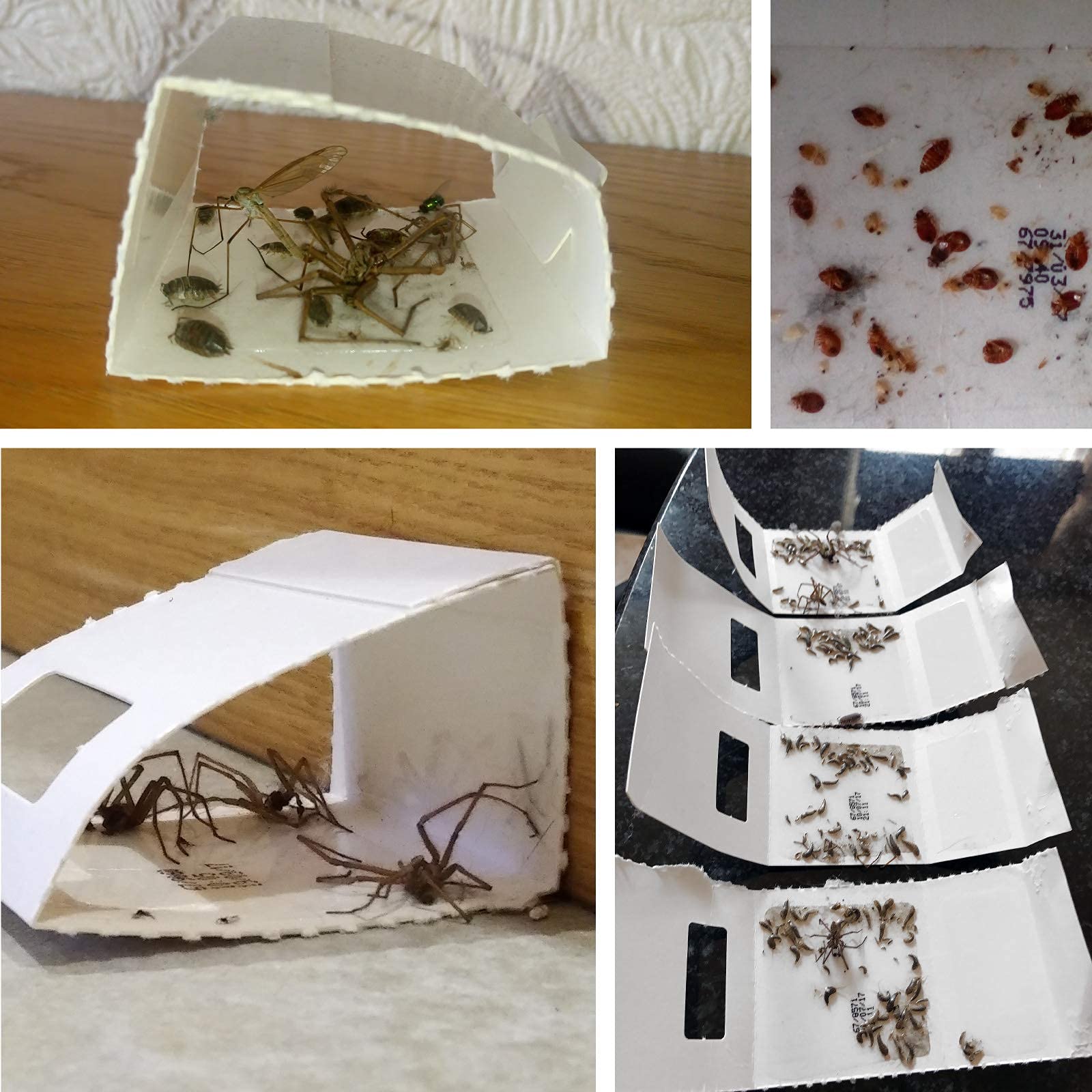 Mua CritterKill Spider Trap 30 Pack - Spiders And Crawling Insect ...