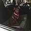 Signs From Pets In The Afterlife: Lyn Ragan: 9780991641420: Amazon.com ...