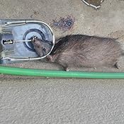 Black Cat Rat Trap:Mouse Catch (Grey,1 Rat Trap): Amazon.in: Garden ...