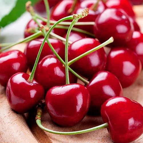 Dwarf Cherry Tree Seeds, Prunus cerasus, Prunus fruticose, Indoor ...