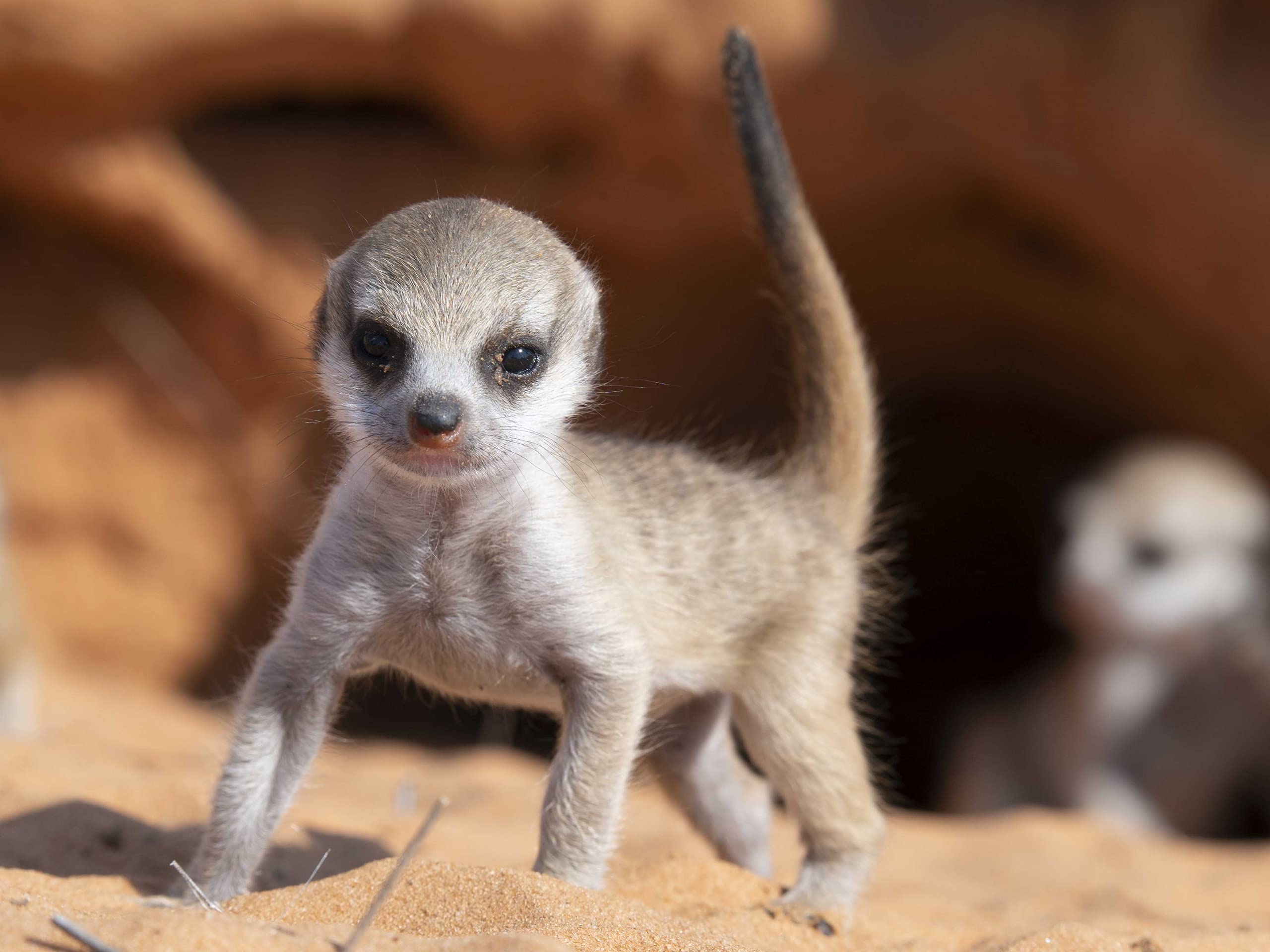 Watch Meet The Meerkats - Season 1 | Prime Video