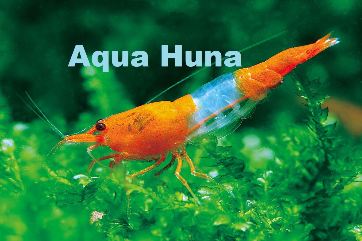 Shrimp & Prawns Kuwait | Buy Online | Whizz Shrimp & Prawns