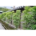 Amazon.com : Bambusa “Lady Finger” Clumping Bamboo Plant : Patio, Lawn ...