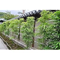 Amazon.com : Bambusa “Lady Finger” Clumping Bamboo Plant : Patio, Lawn ...