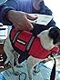 Amazon.com : ZippyPaws - Adventure Dog Life Jacket Vest - for Boating ...