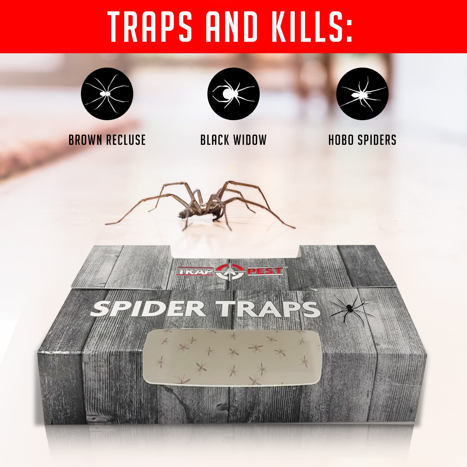 Mua Spider Traps for Inside Your Home (16 Traps) - Spider Catcher ...