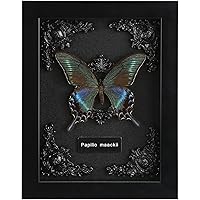 Amazon.com - Real Butterfly Framed Butterfly Taxidermy - Butterfly ...