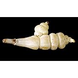 Amazon.com : Crosnes Plants - Stachys affinis, the Chinese artichoke ...