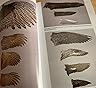 Bird Feathers: A Guide to North American Species: Scott, S. David ...