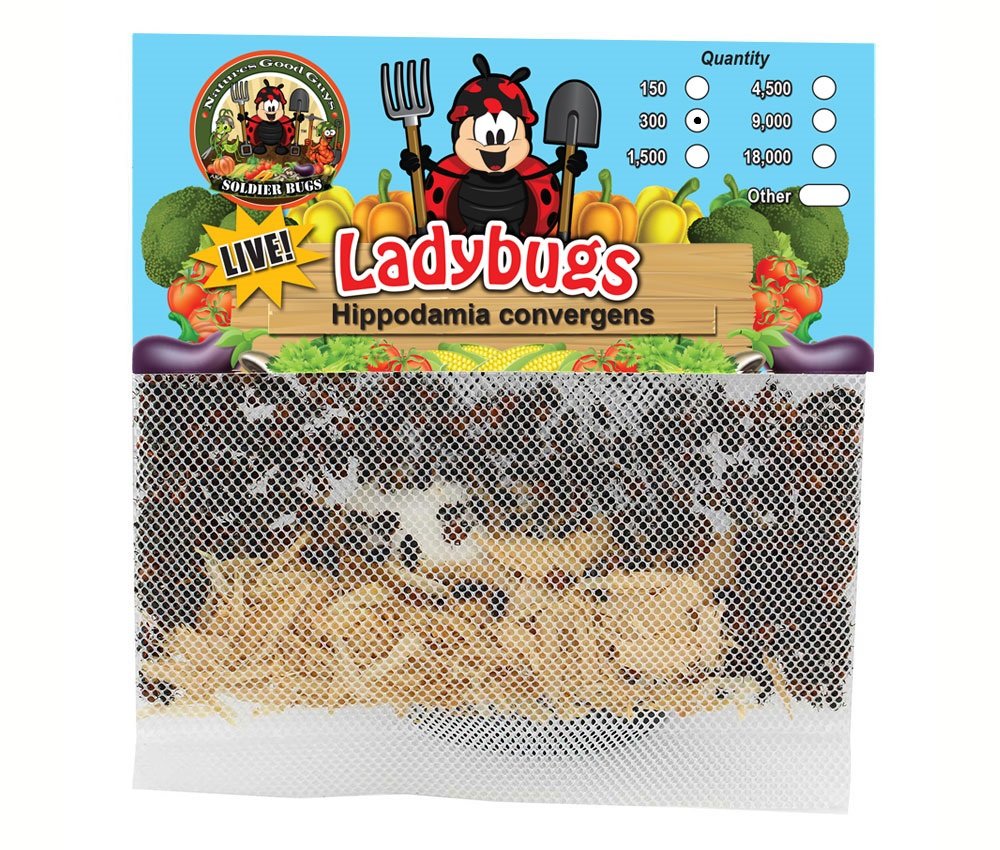 300 Live Ladybugs Good Bugs Ladybugs Guaranteed Live Delivery: Amazon ...