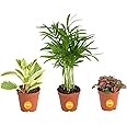 Amazon.com: Costa Farms Mini Live Indoor Plants 2in Nursery Pot Easy to ...