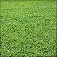Amazon.com : Brownie Brand Daniela II Bermudagrass Seed - 5lbs ...