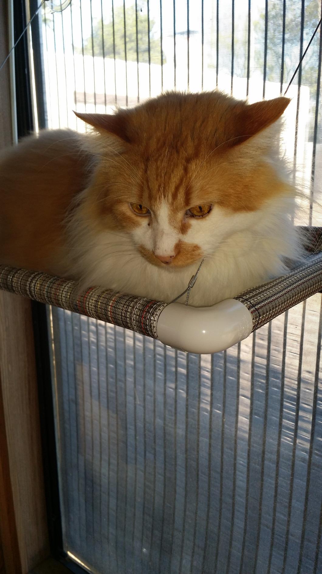 Pictures – Kitty Cot Original™