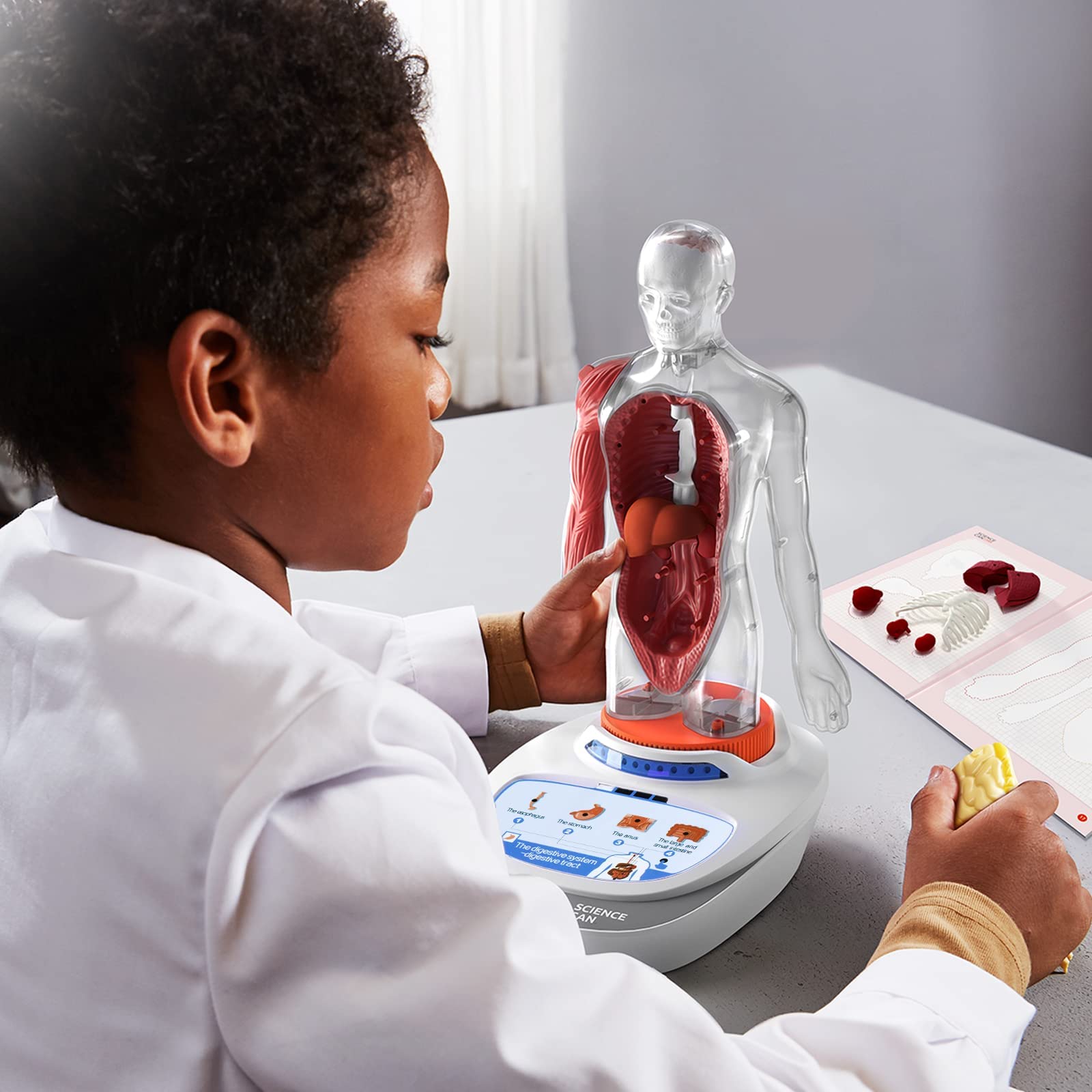 Mua SCIENCE CAN Human Body Model for Kids, Interactive Anatomy Toys for ...