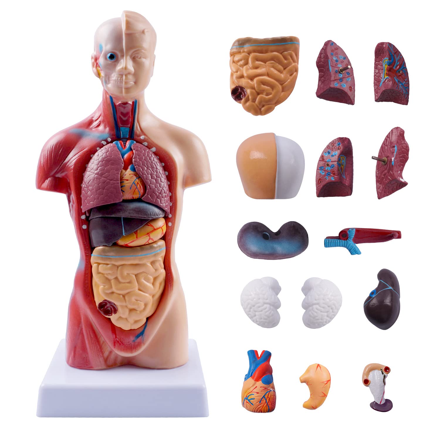 Mua breesky 10.5inch Medical Torso Human Body Model Anatomy Doll 15 ...