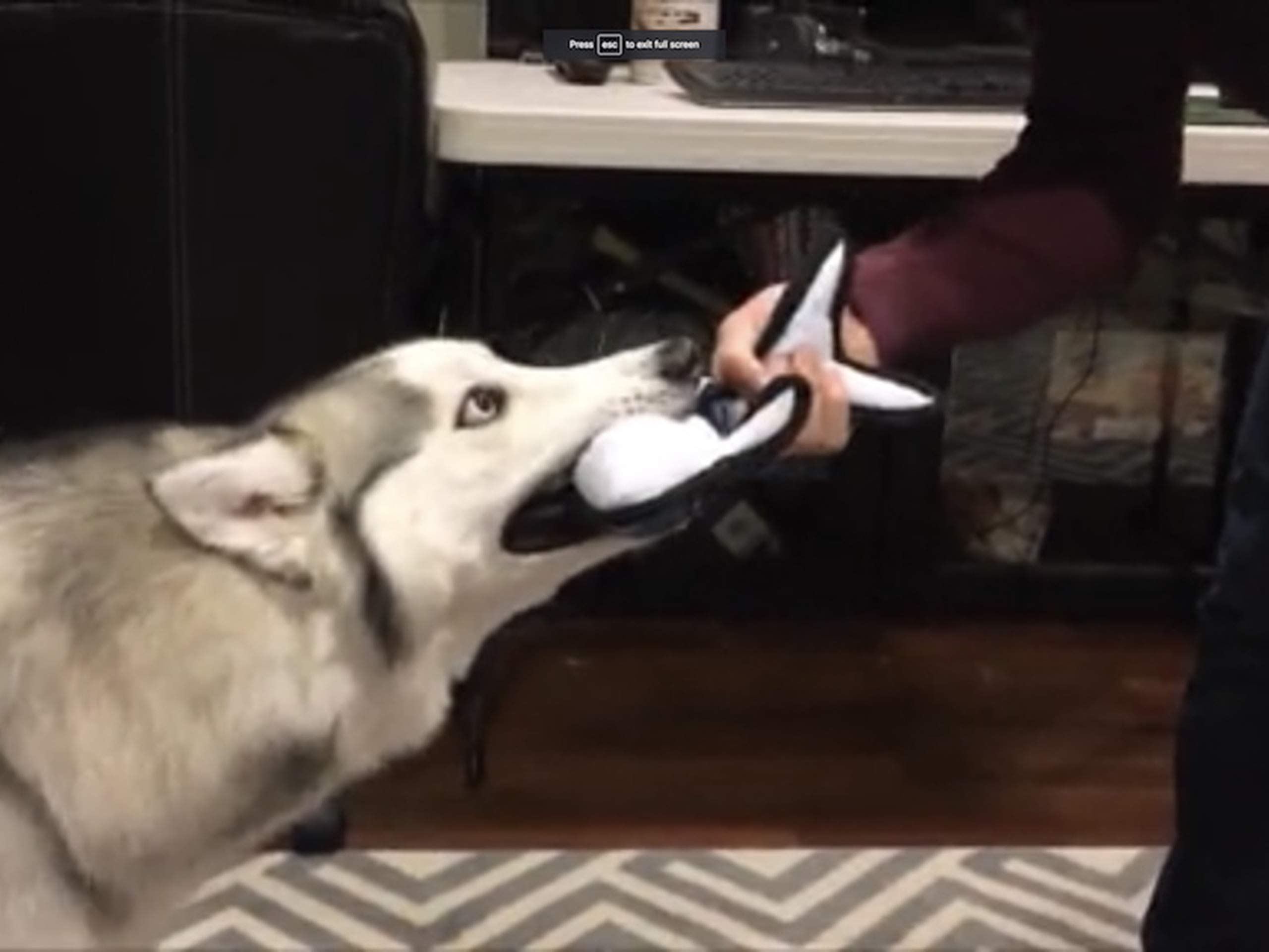 Watch Pet Collective - Season 1 | Prime Video