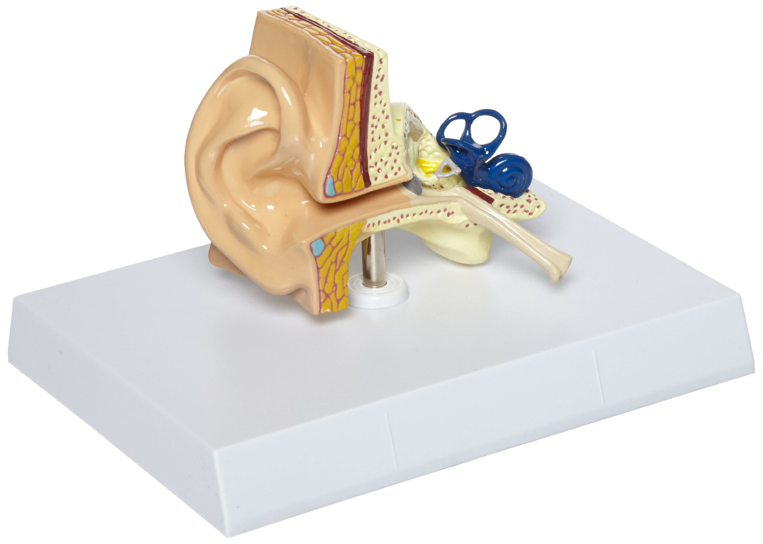 GPI Anatomicals Human Ear Model - Buy Online in UAE. | Industrial ...