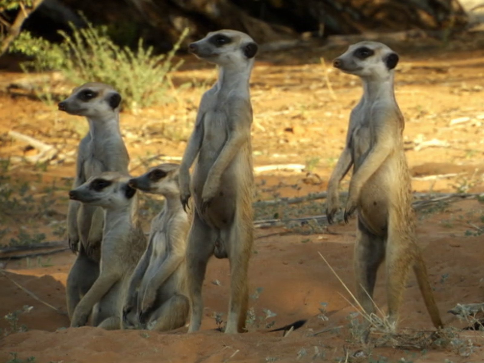 Watch Meerkat Manor | Prime Video