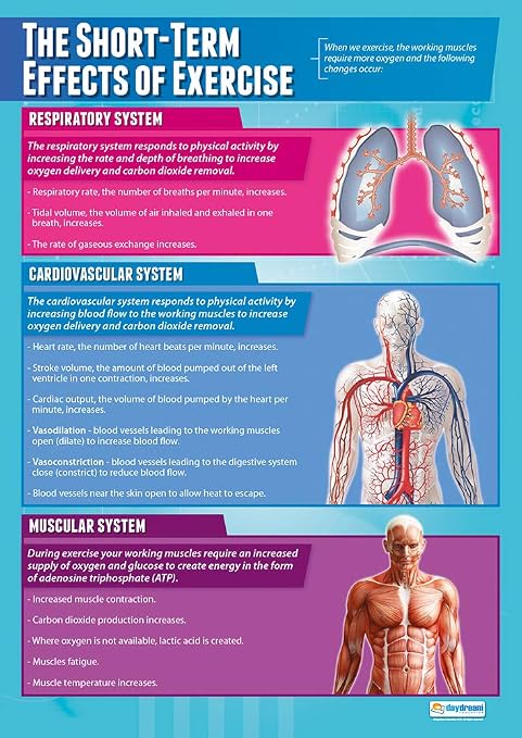 The Short-Term Effects of Exercise | PE Posters | Gloss Paper measuring ...