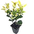 Amazon.com : Ligustrum Japonicum Howardi - 10 Live Plants - Privet ...