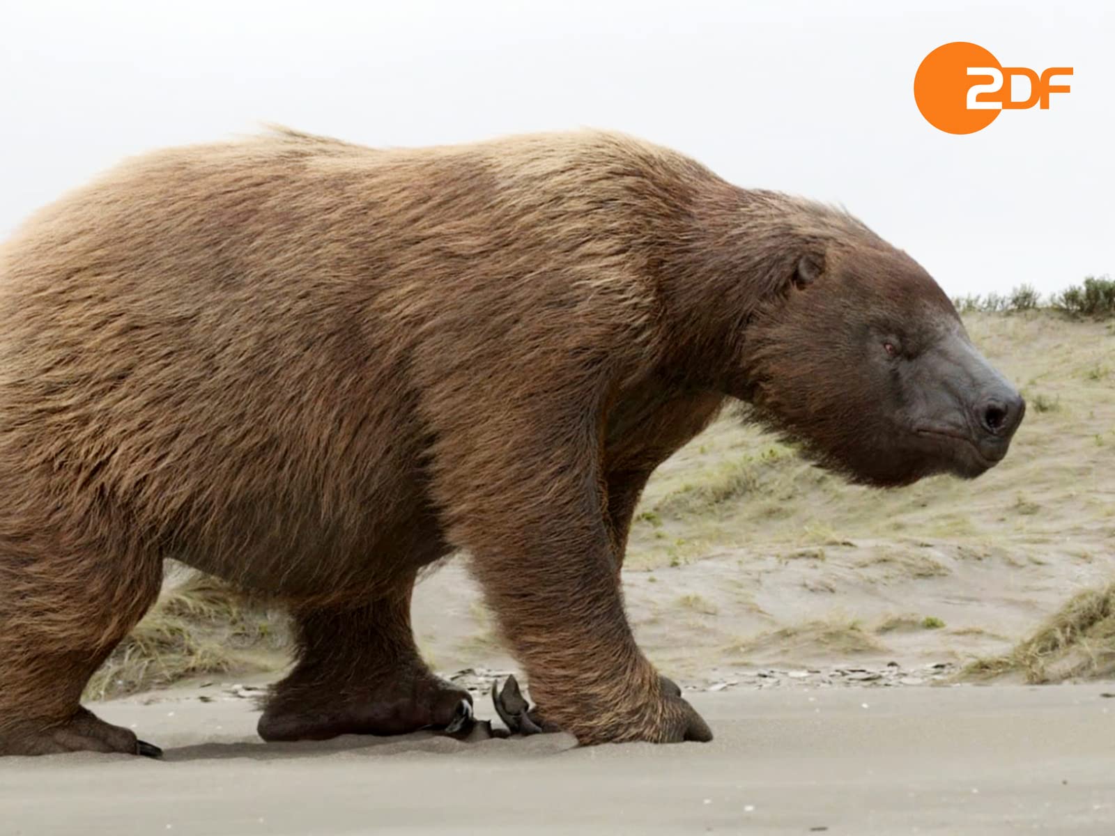 Amazon.de: Giganten der Urzeit, Staffel 1 ansehen | Prime Video