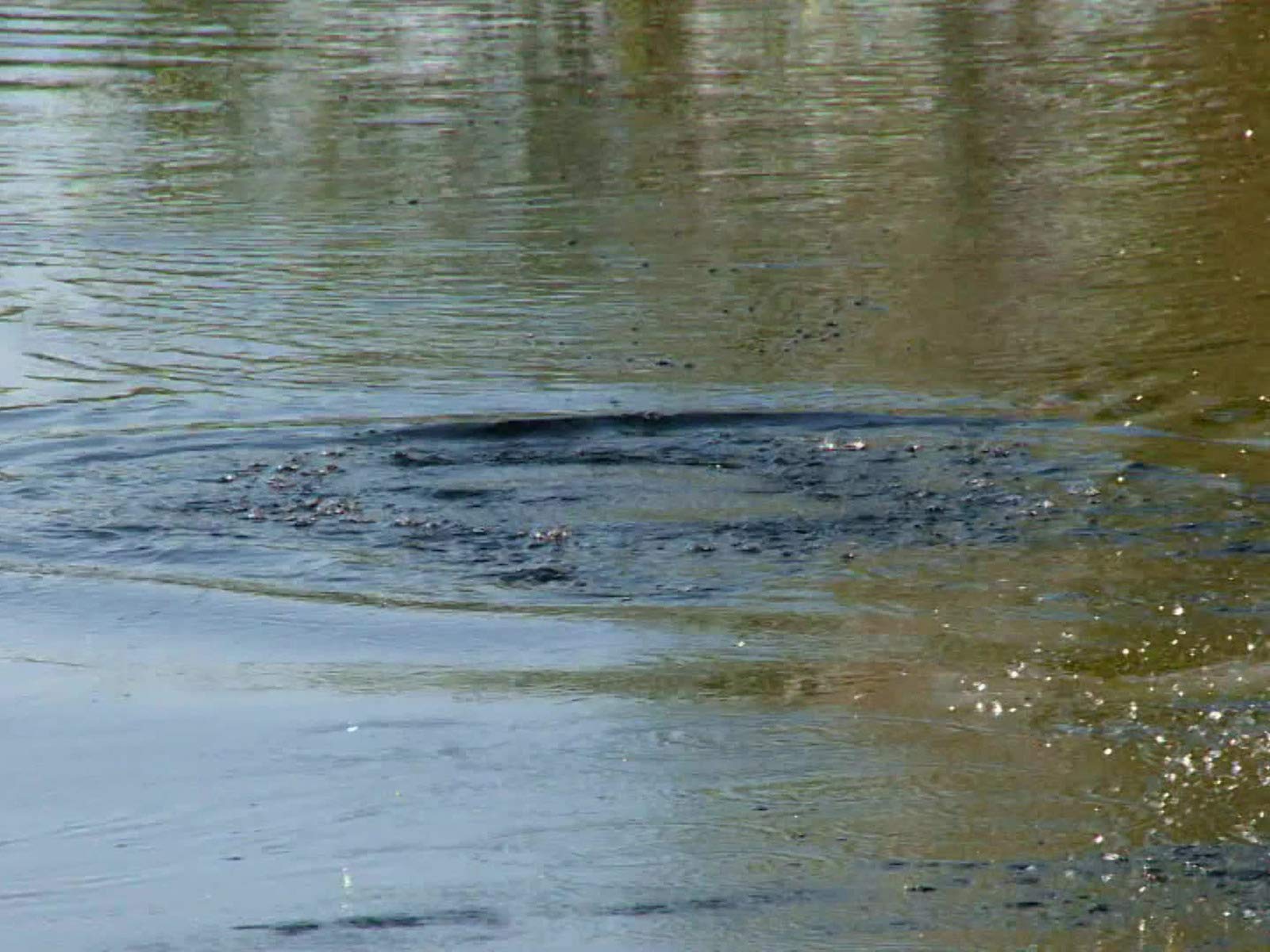 Watch Trev Gowdy's Monster Fish - Season 2 | Prime Video