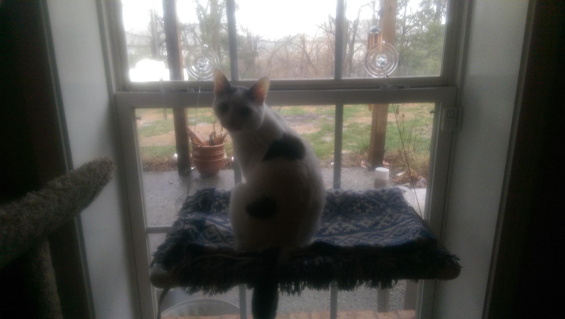 Pictures – Kitty Cot Original™