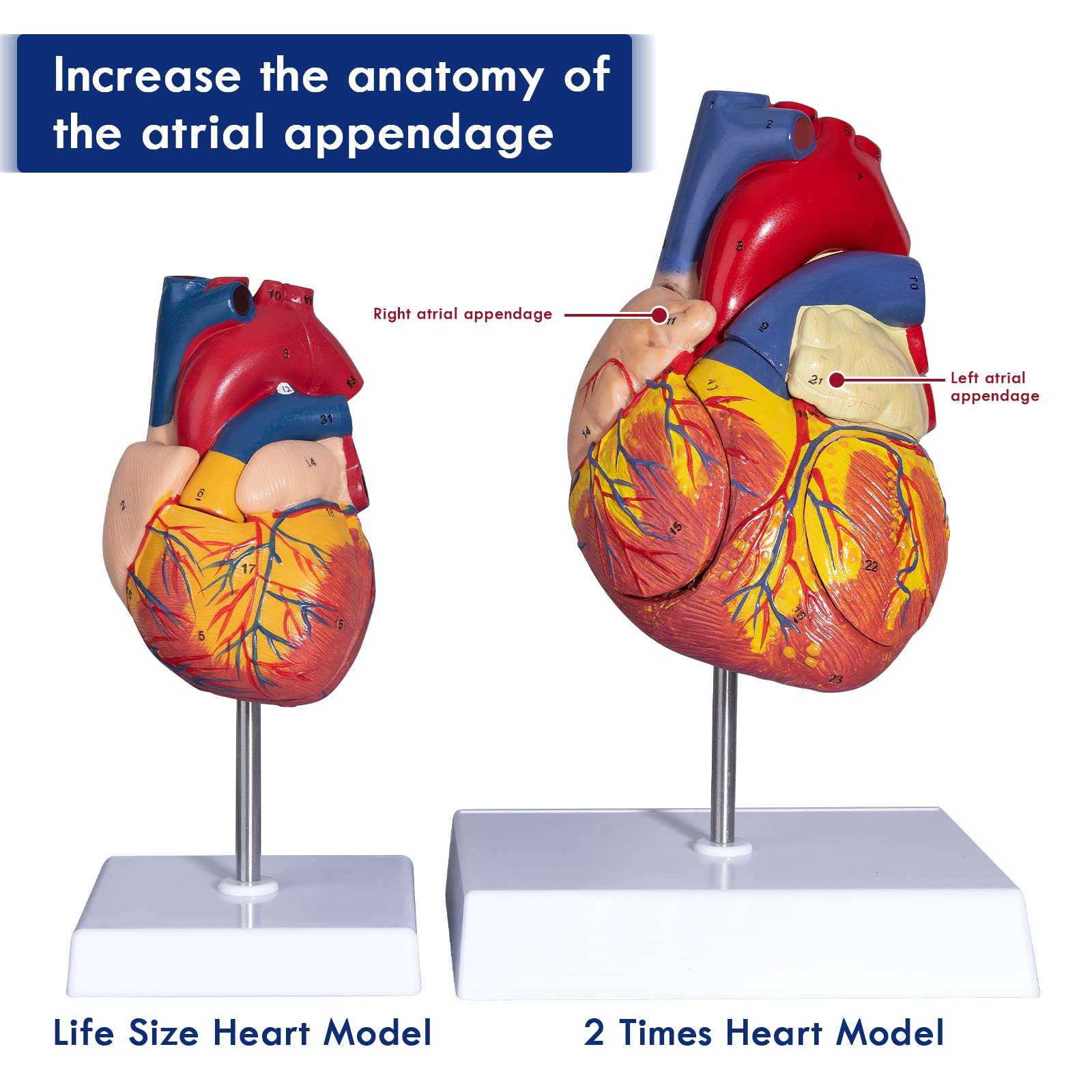 Mua LVCHEN 2X Enlarged Anatomical Heart Model - Human Heart Model with ...