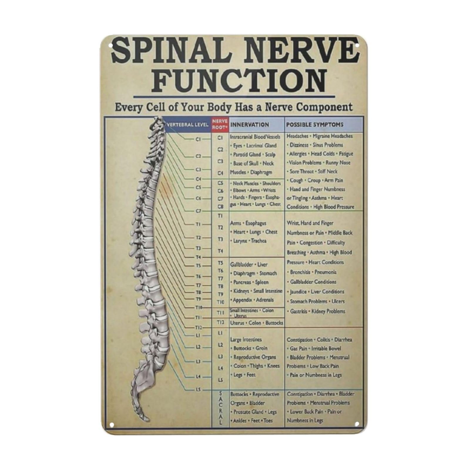 Knowledge Spinal Nerve Function Metal Tin Sign Vintage Spinal Nerve ...