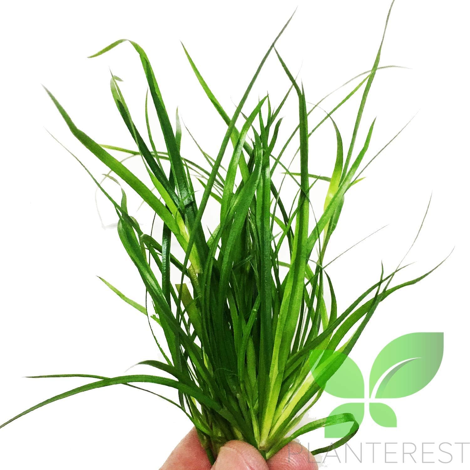 Amazon.com: Planterest – Juncus Repens Bundle Narrow Leaves Easy Stems ...